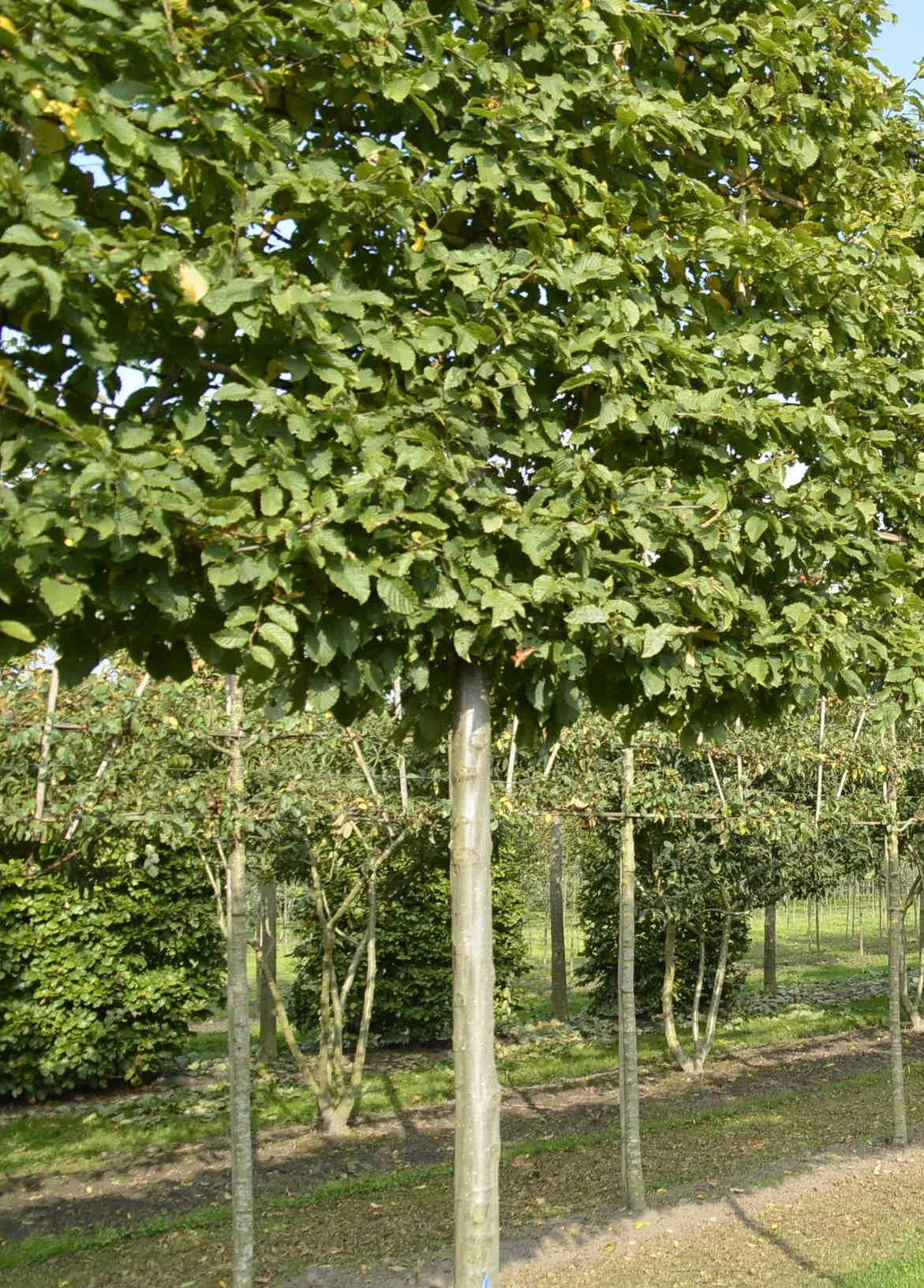 Pleached Trees & Instant Screening — Crown Topiary, Topiary Trees, UK ...