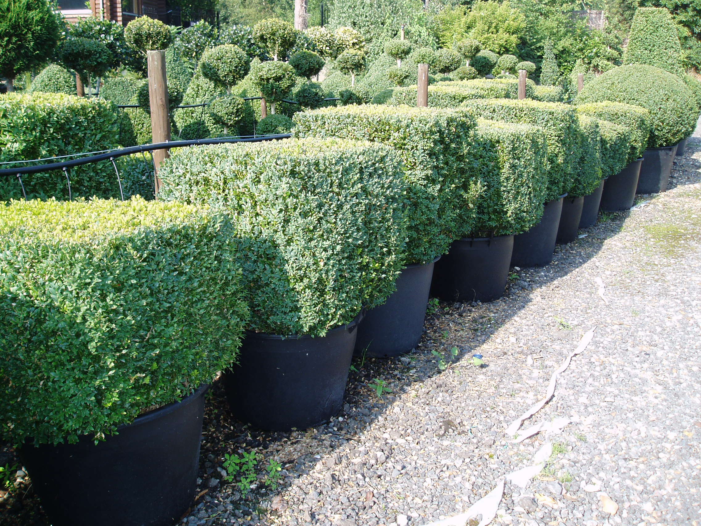 Instant Hedging & Topiary Cubes — Crown Topiary, Topiary Trees, UK, London