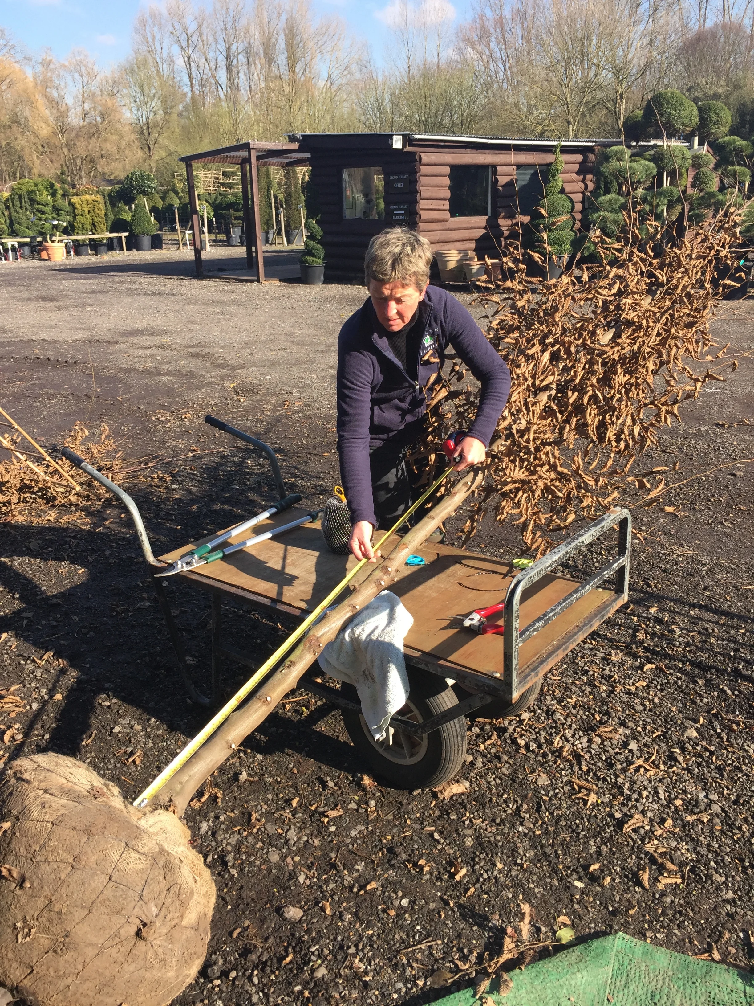 A Day Of Pleaching — Crown Topiary, Topiary Trees, UK, London