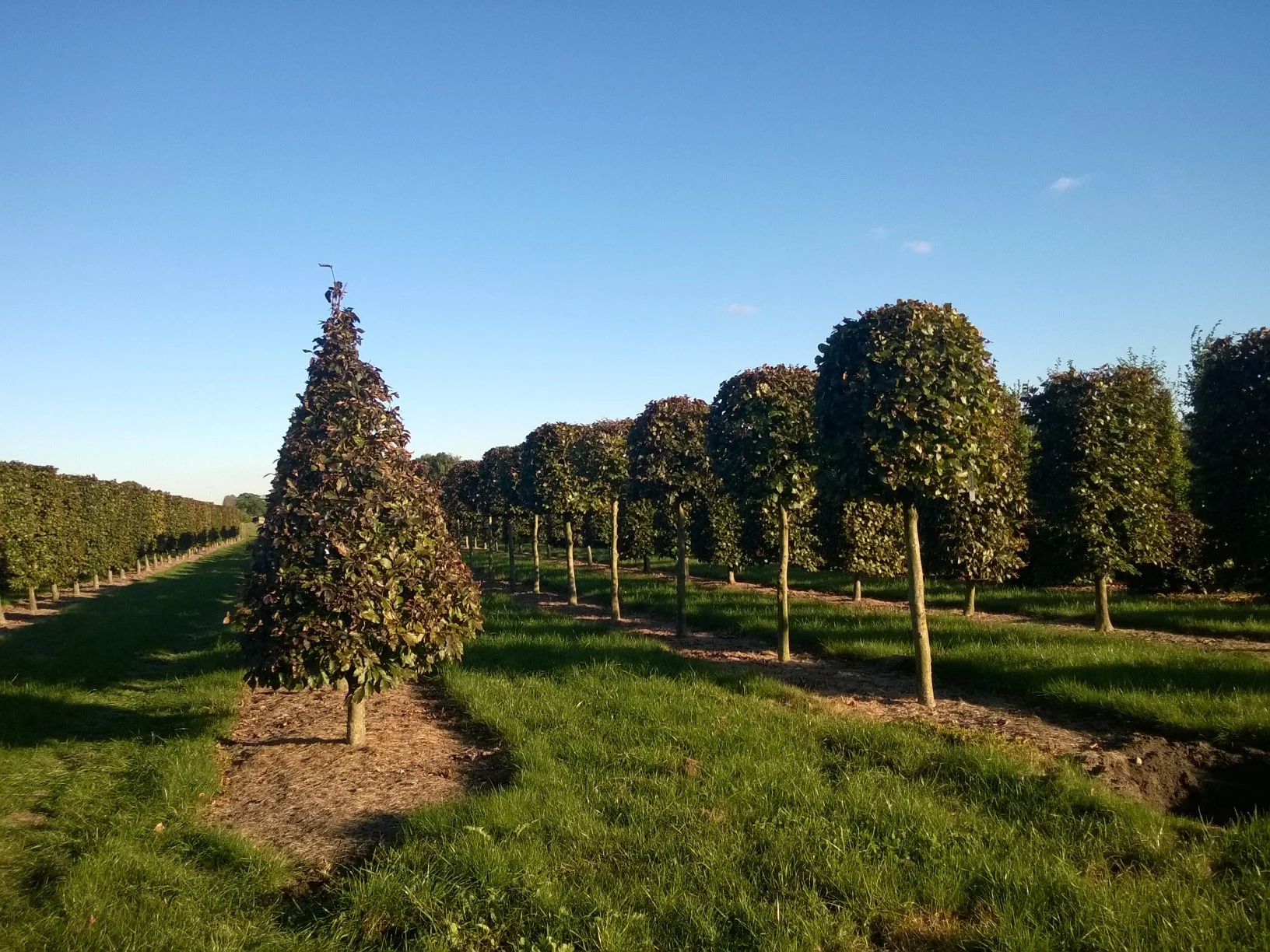 Topiary Box Head tree Gallery — Crown Topiary, Topiary Trees, UK, London
