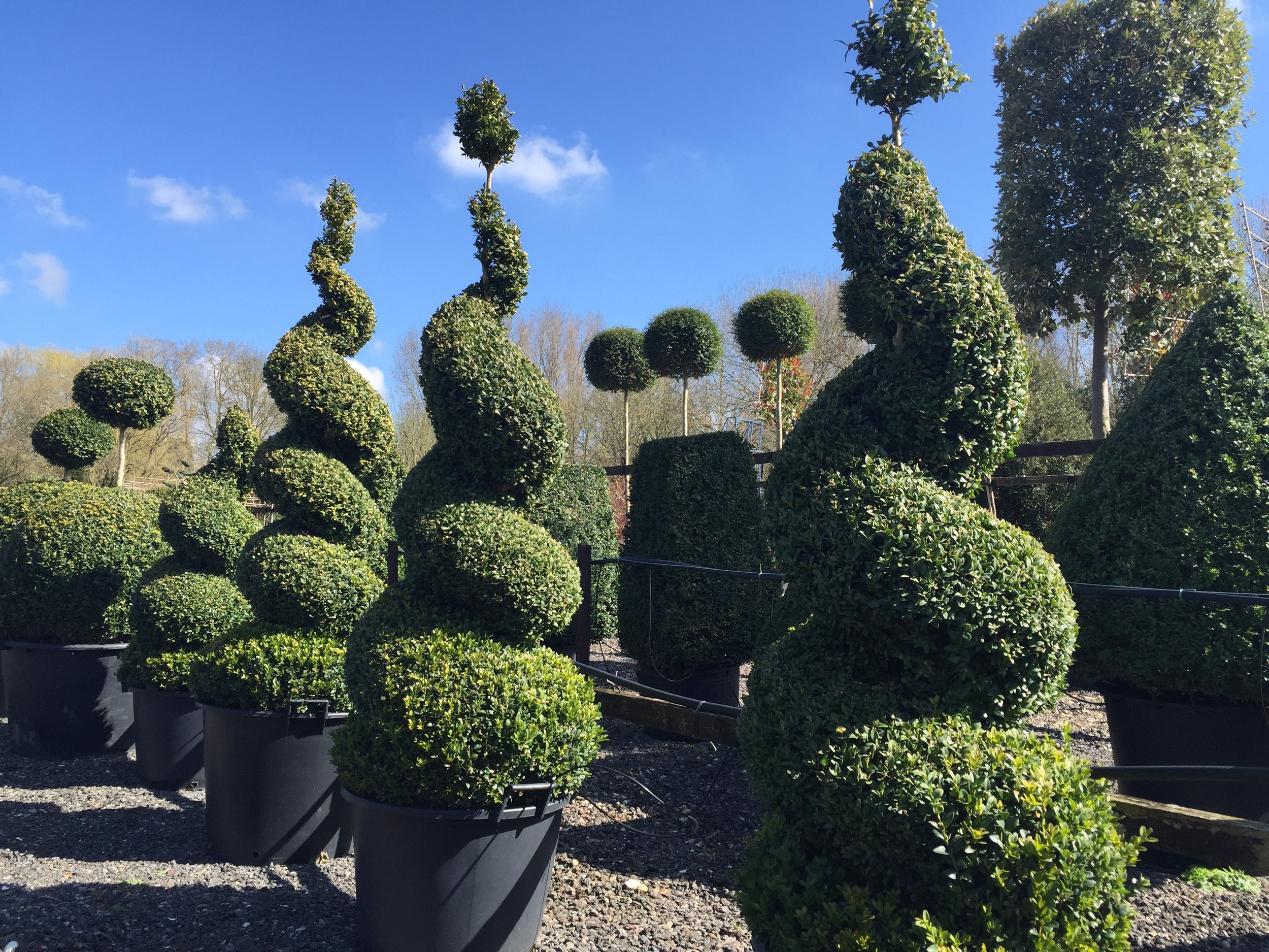 Topiary Spirals — Crown Topiary, Topiary Trees, UK, London
