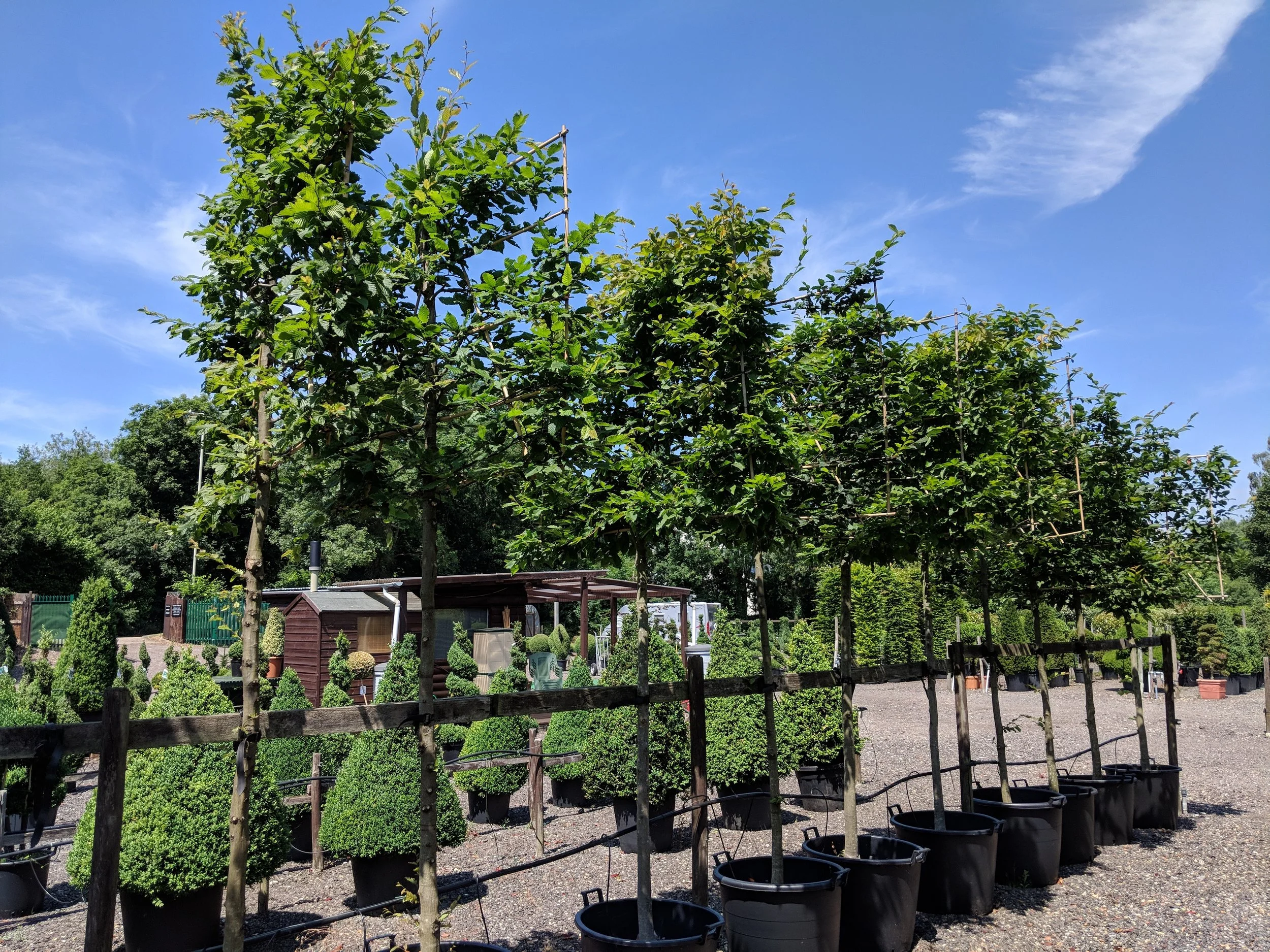 Pleached Trees & Instant Screening — Crown Topiary