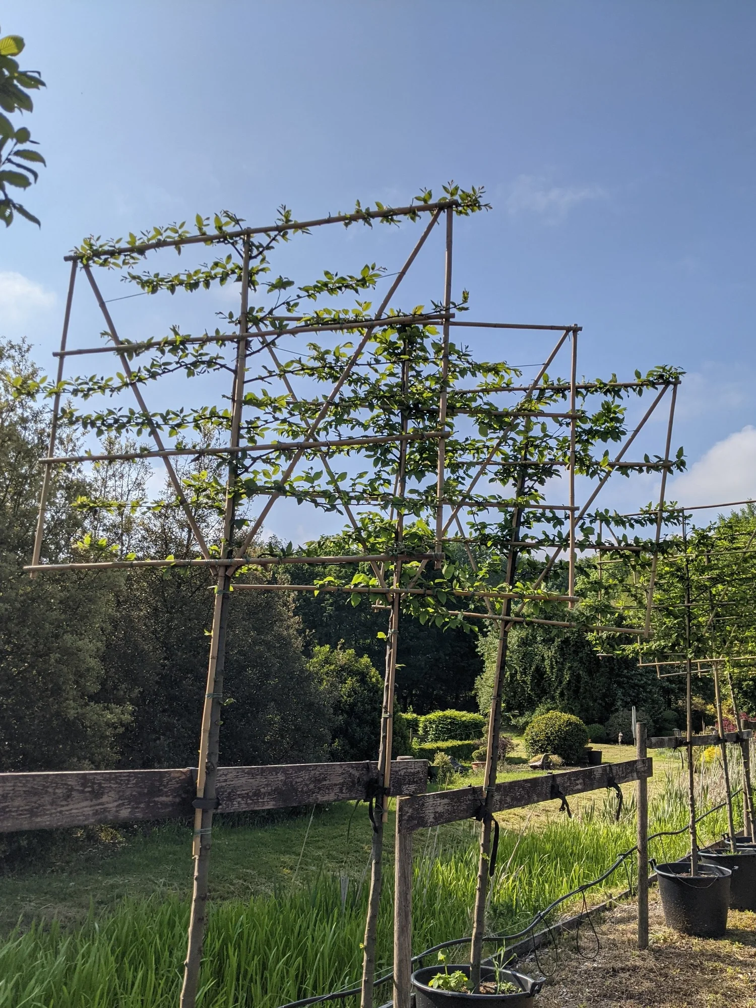 Pleached Trees & Instant Screening — Crown Topiary