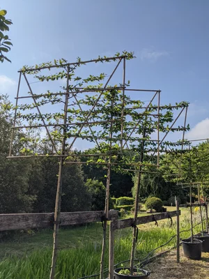Pleached Trees & Instant Screening — Crown Topiary
