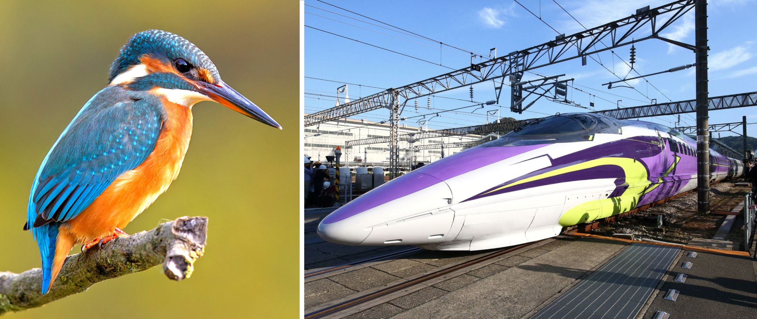 Y Studios — INSIGHTS | Passion | Y Studios — Biomimicry Design: Mother ...