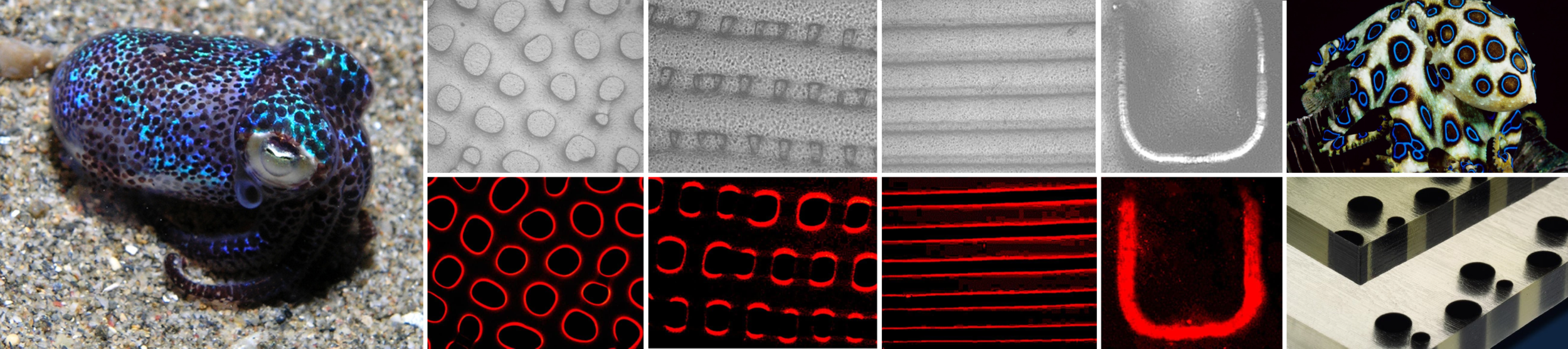 Y Studios — INSIGHTS | Passion | Y Studios — Biomimicry Design: Mother ...