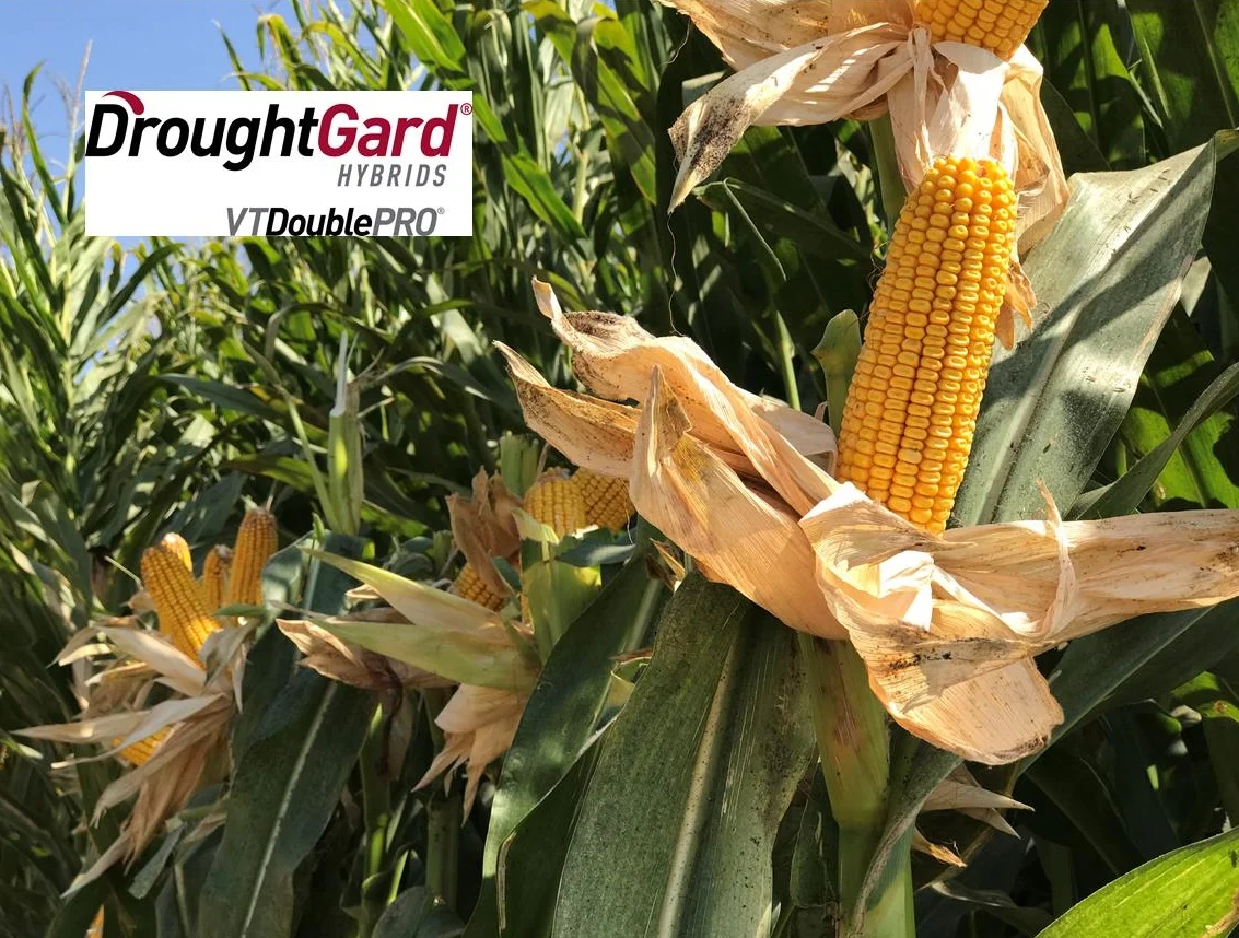 Corn — Baglietto Seeds