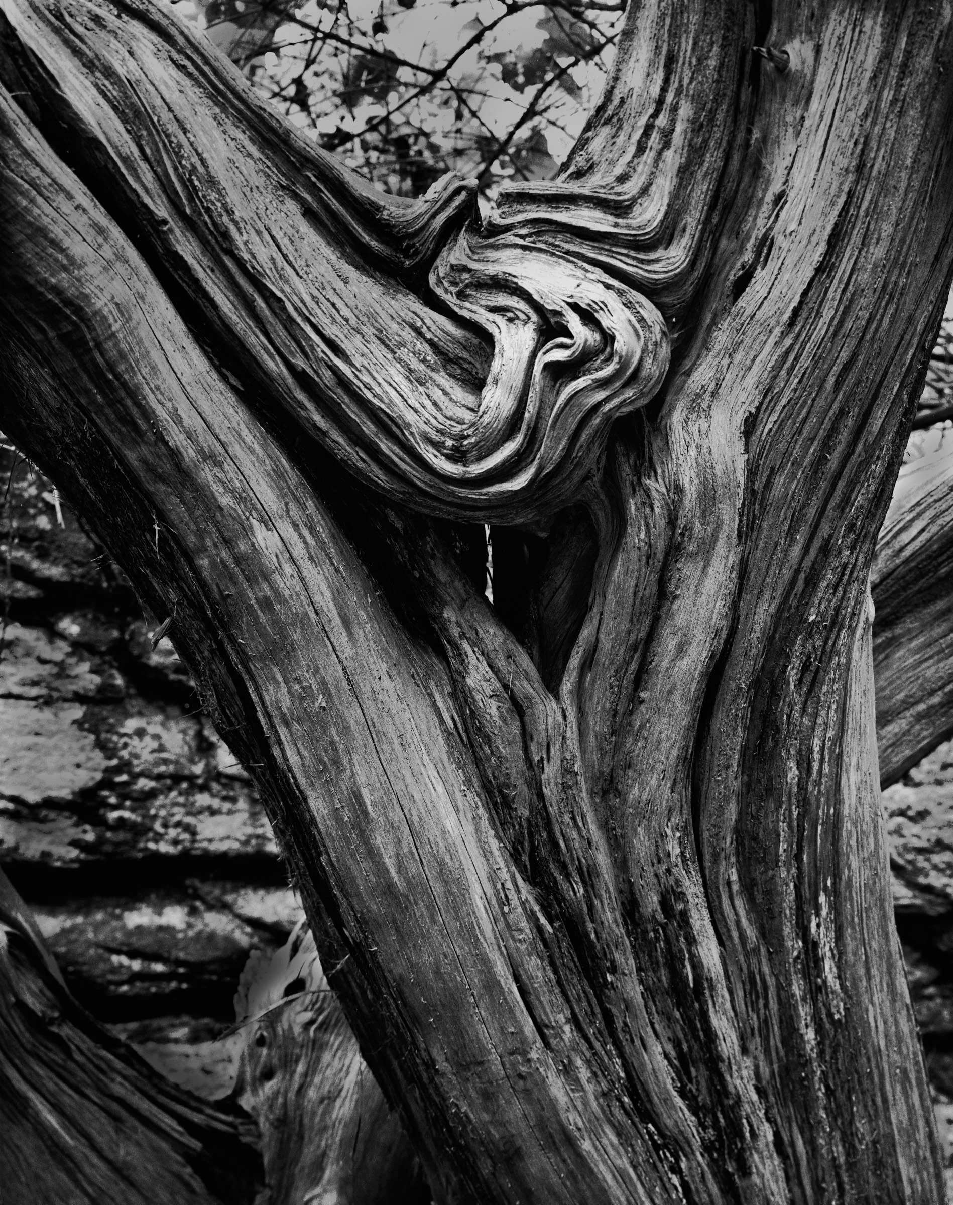 Ray Ellis Photography