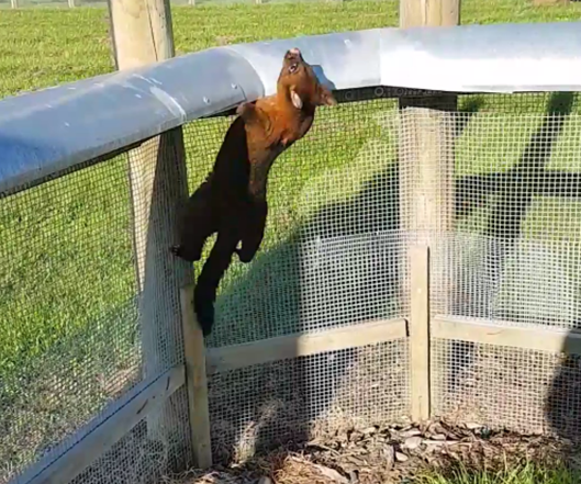 HOW LOW CAN YOU GO? A new approach to predator fencing — Zero Invasive ...