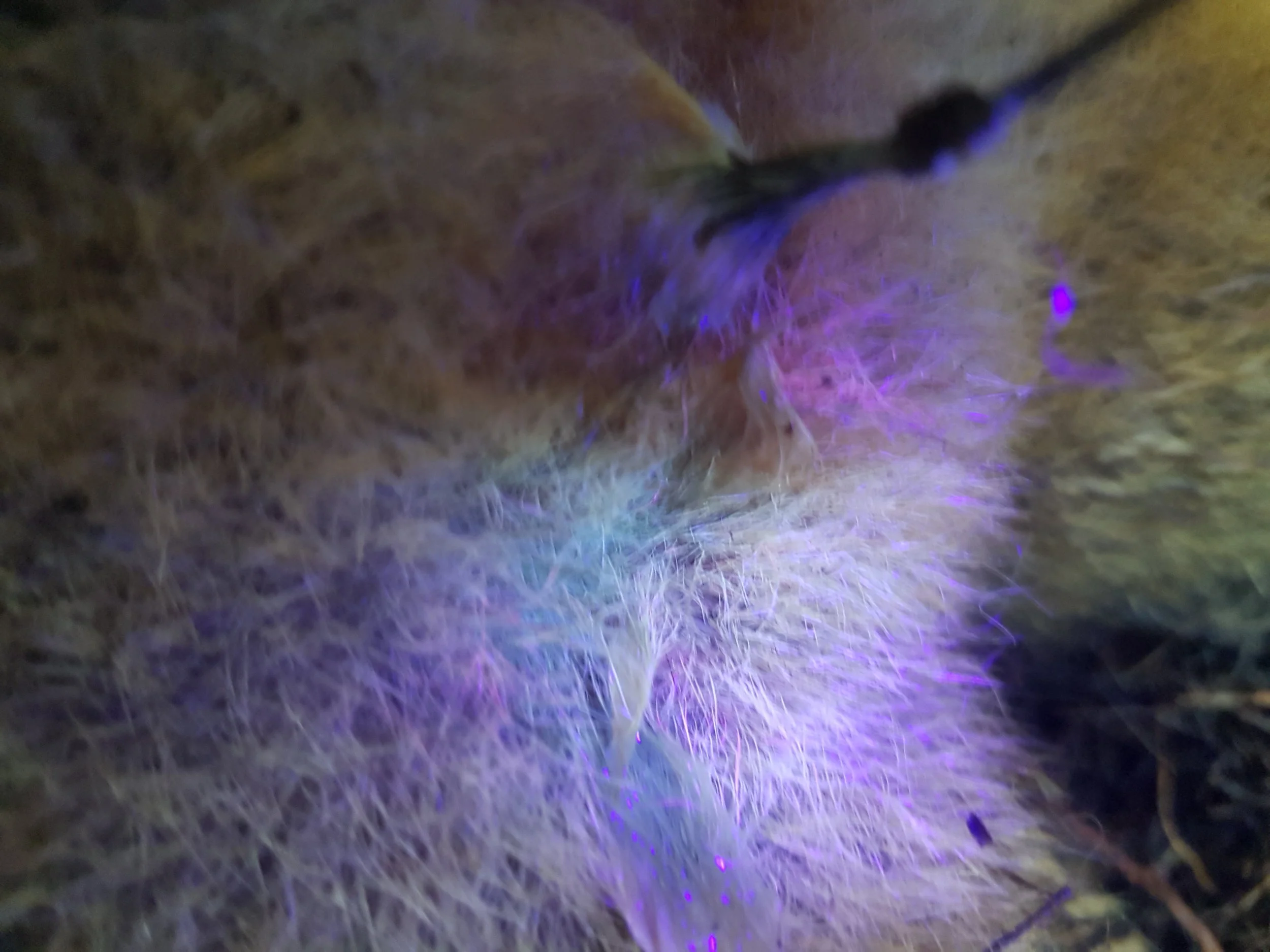 WHEN POSSUMS GLOW: Identifying limiting factors and quantifying ...