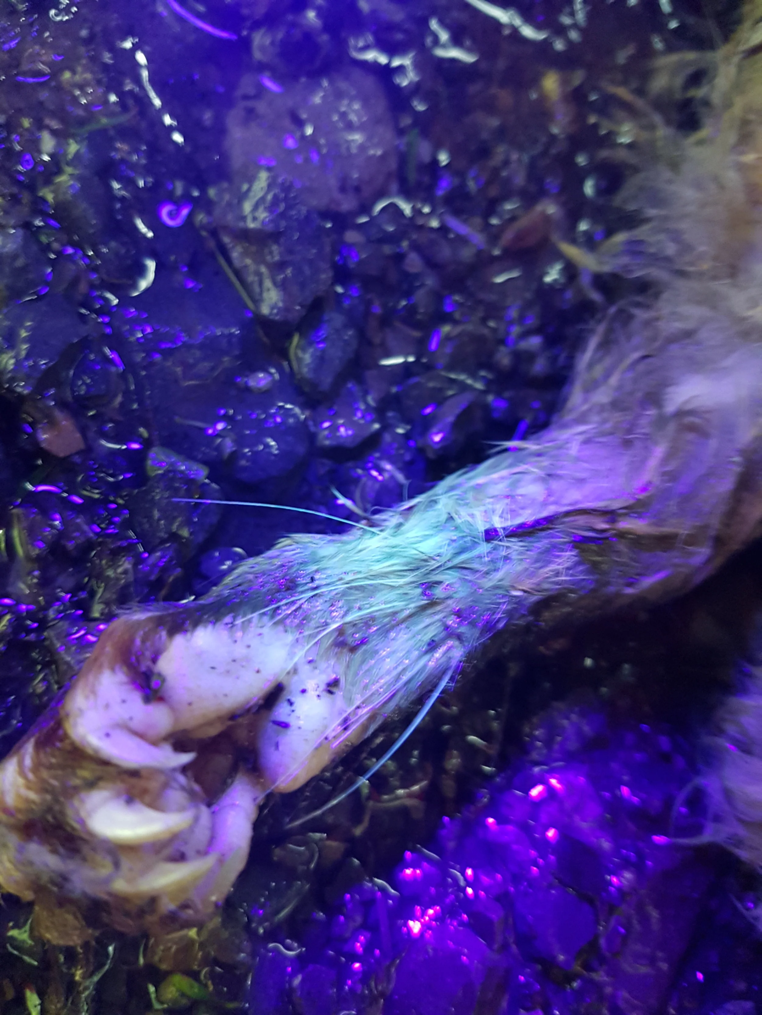 WHEN POSSUMS GLOW: Identifying limiting factors and quantifying ...