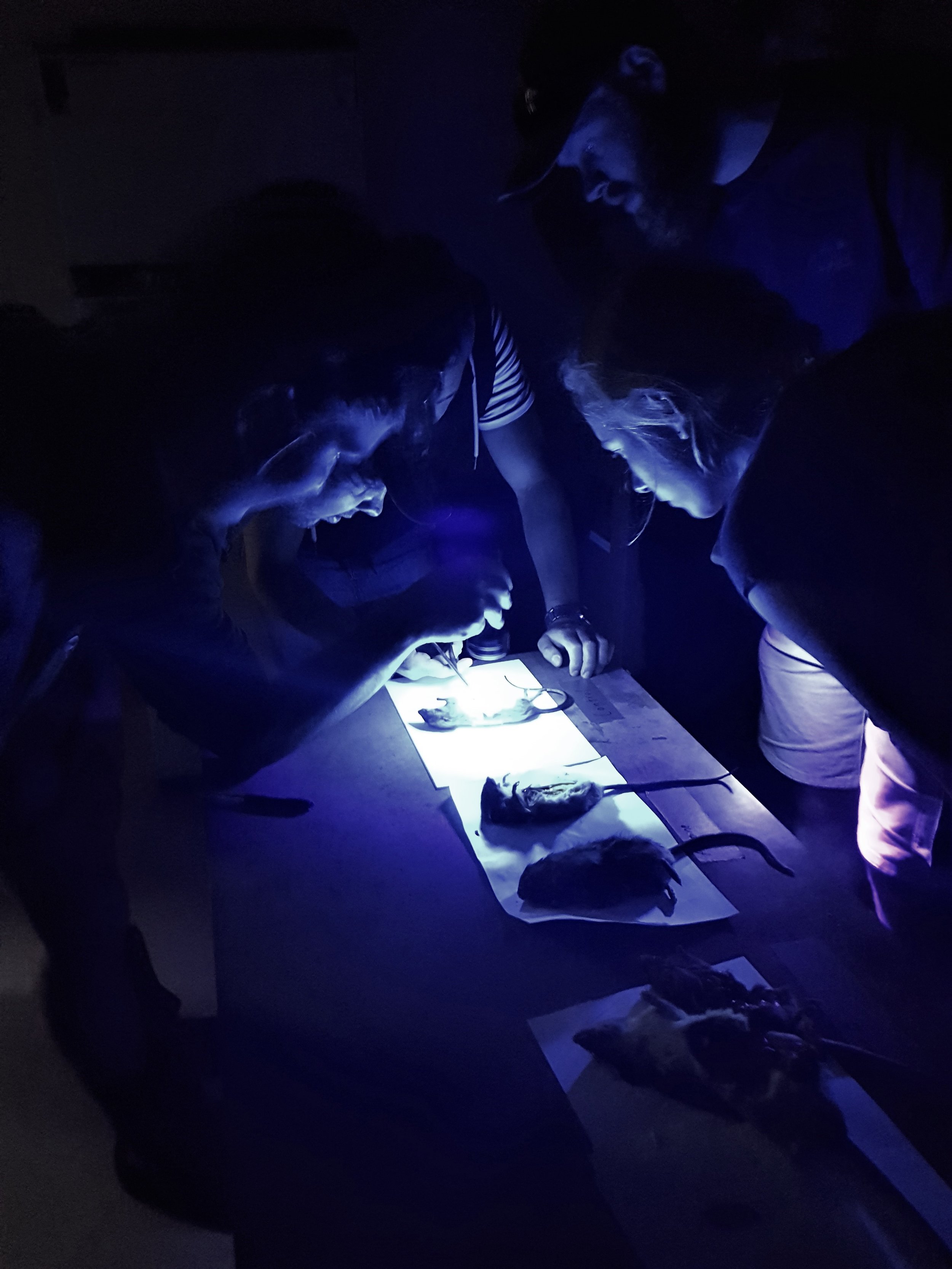 Assessing the Perth River (and Scone Creek) as a barrier to rats — Zero ...