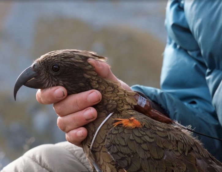 Update on Perth River Valley Work Programme - Kea Monitoring — Zero ...