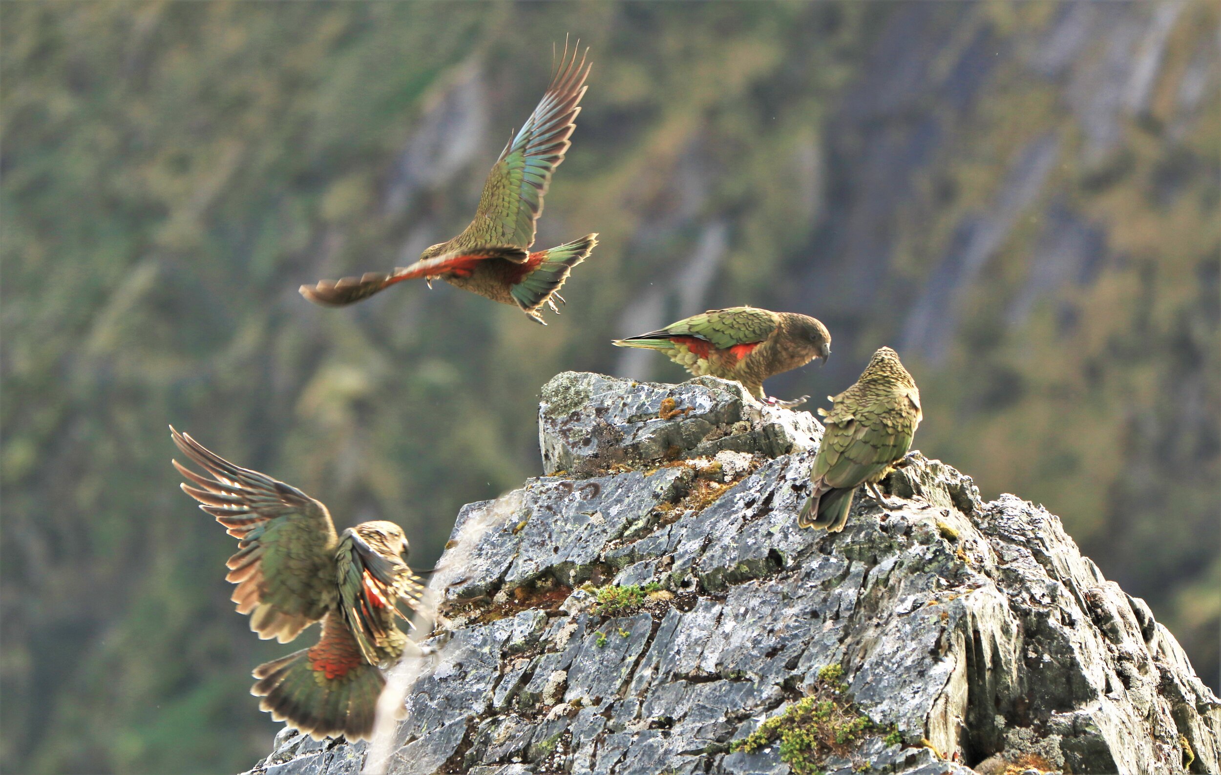 Kea survey in the Perth River valley, March 2020 — Zero Invasive ...