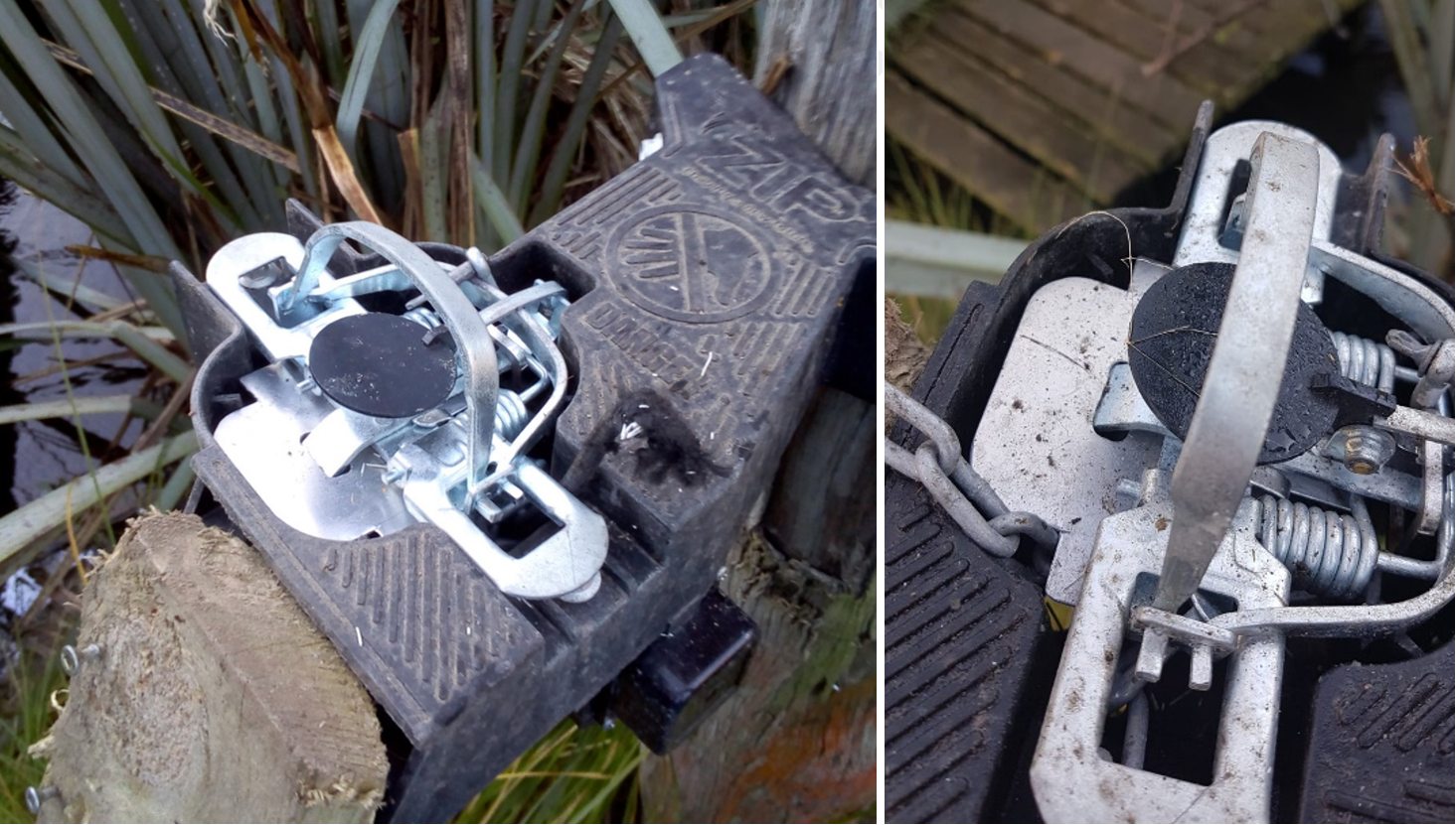 Assessing the use of the ZIP PosStop trap, with daytime lockout, in the ...