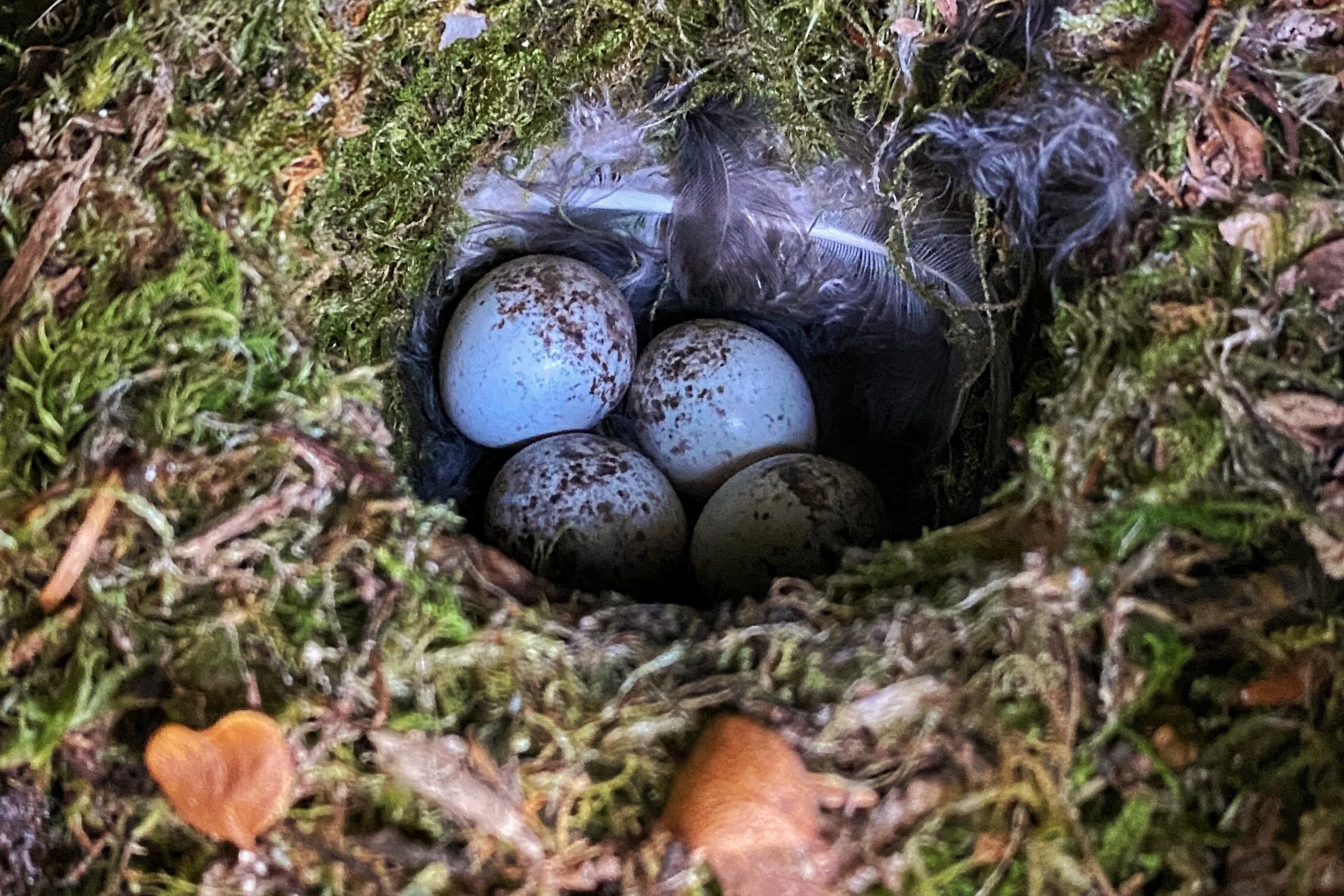 Great news: Native birds are beginning to recover in the Perth River ...