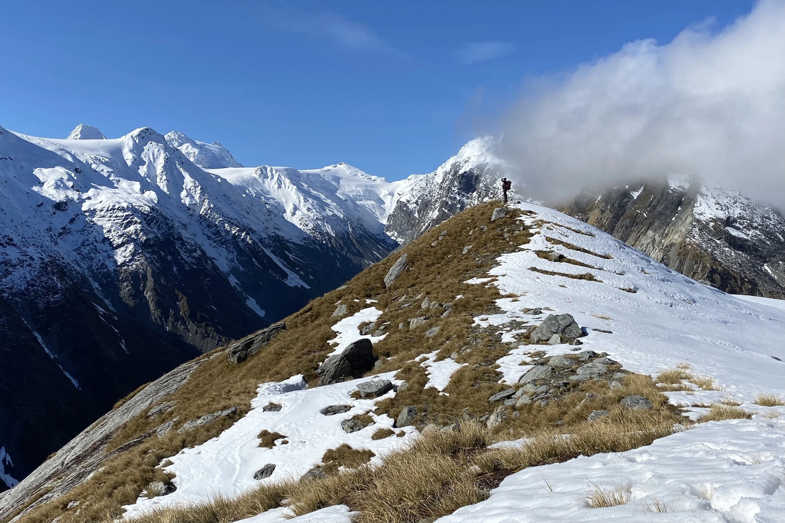 Zero Invasive Predators (ZIP)