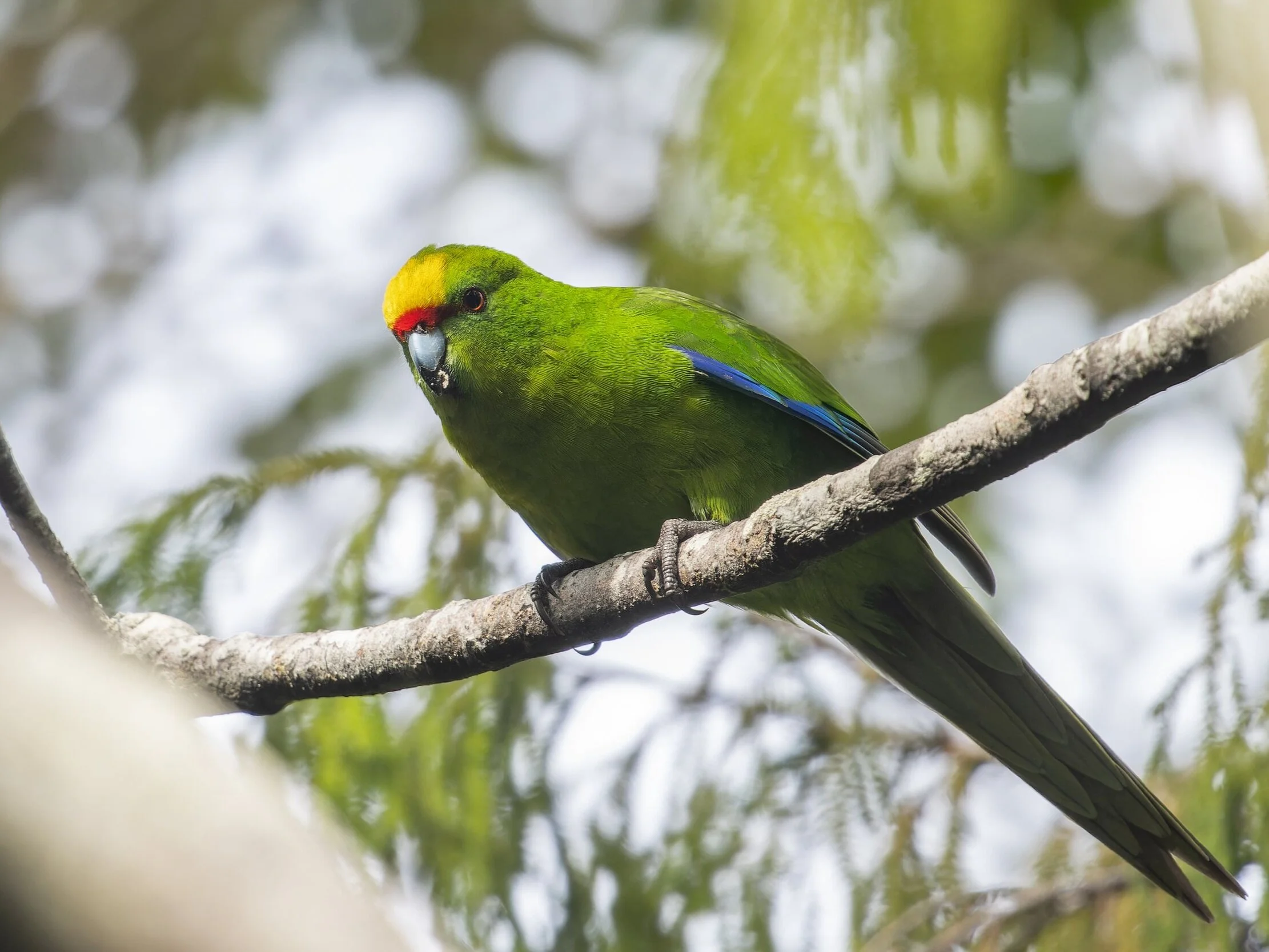 Zero Invasive Predators (ZIP)