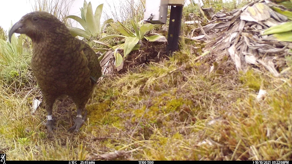 Updates — Zero Invasive Predators (ZIP)