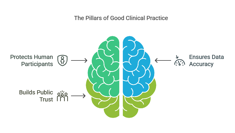 What Is Good Clinical Practice (GCP) | Key Principles & Guidelines