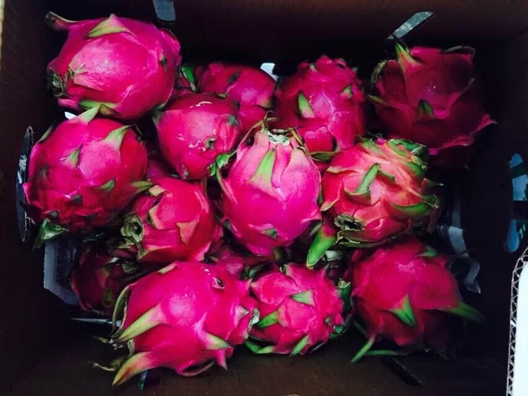 Chinese Lo Bok — Long Bean Farms