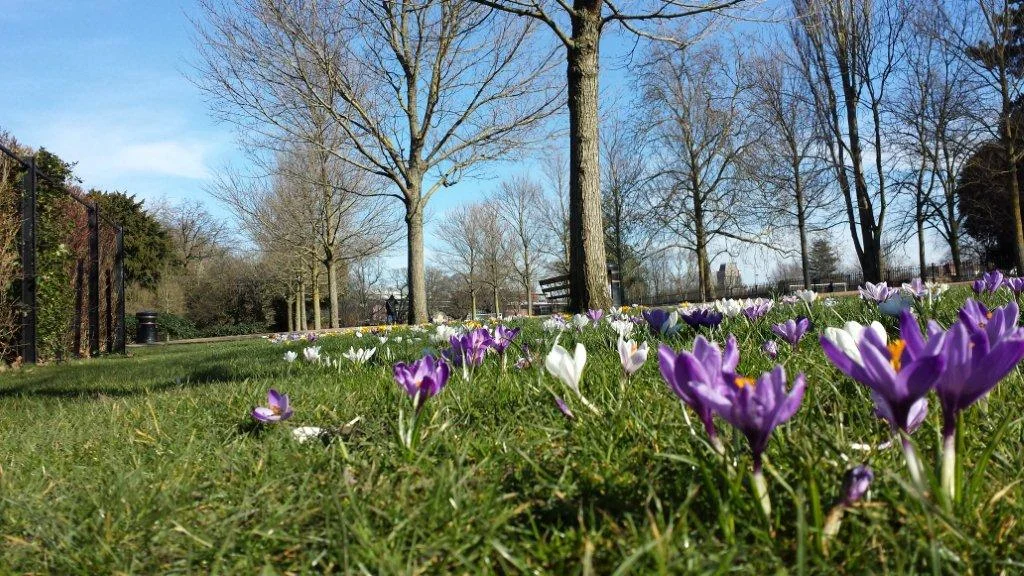 Friends of Peckham Rye Park — Peckham Rye Park