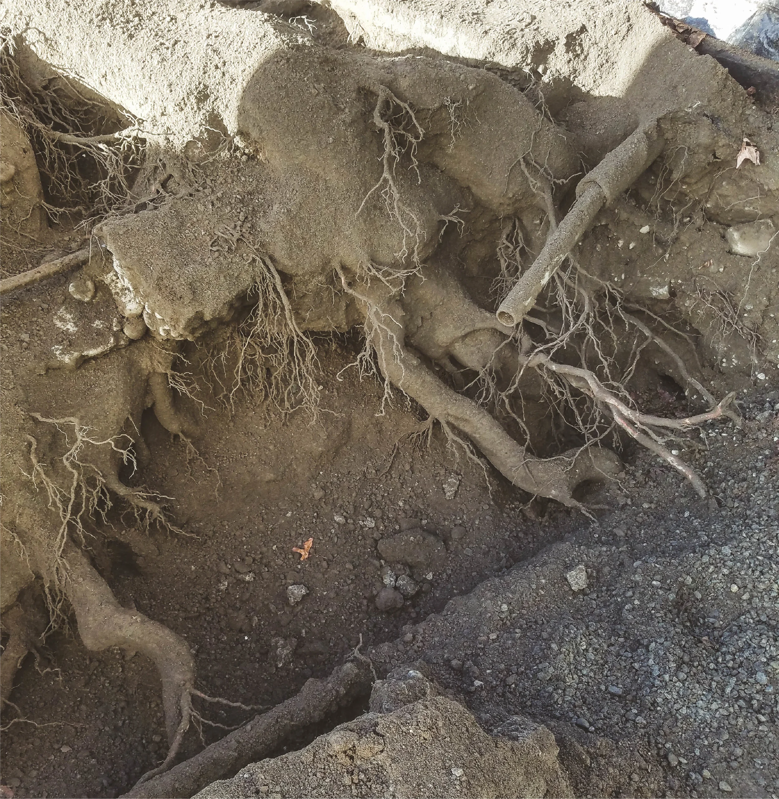 Arborist Services - Tree Pruning Services | Thomas J. Tree Care