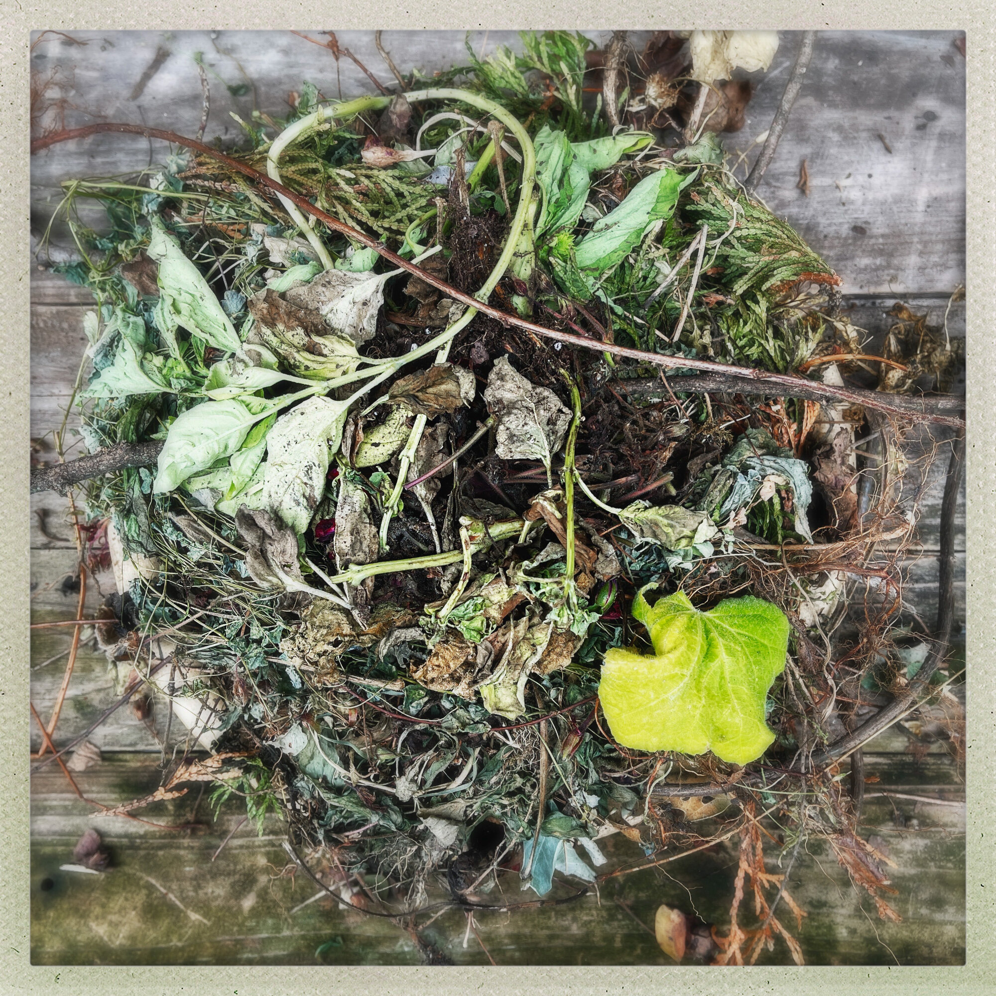 Detritus Plant