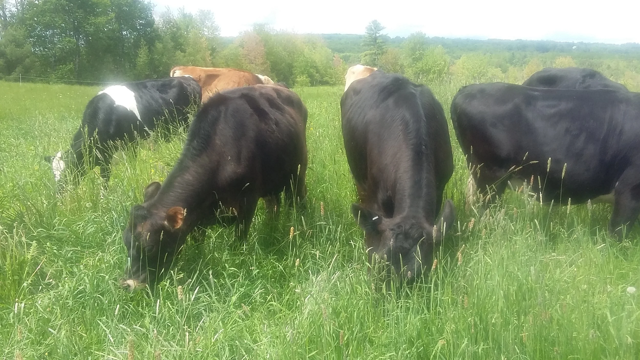 Products and Offerings — Grace Pond Farm