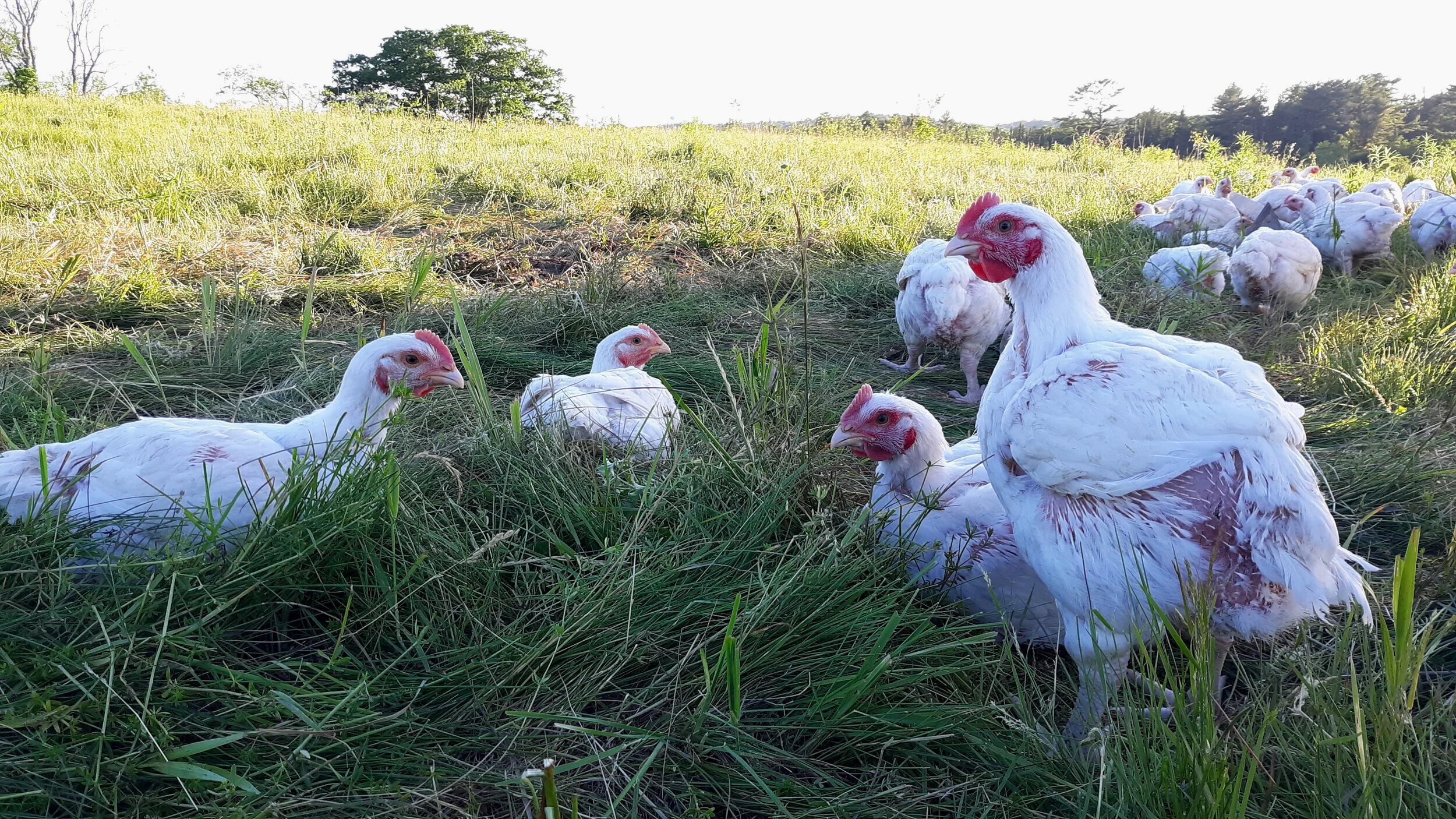 Available Now - Pricing — Grace Pond Farm