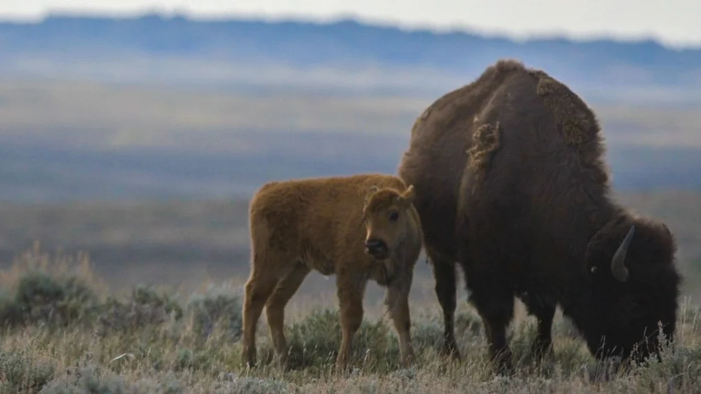 Video — Spencer Millsap