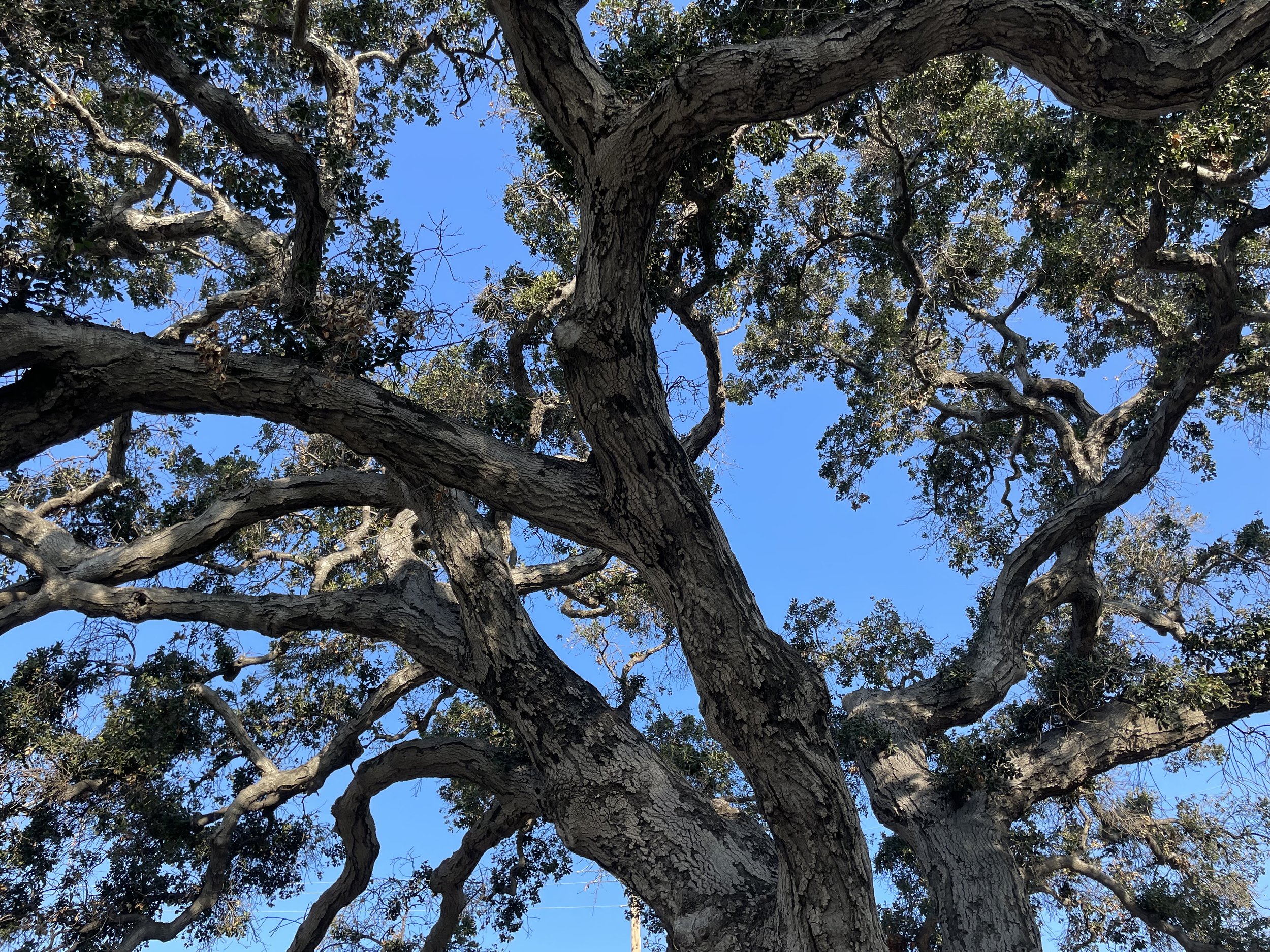 South Pasadena Beautiful