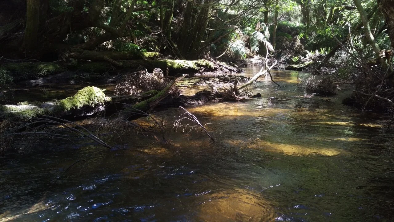 Mountain Ash and Hydro Power — Adventure Cycling Victoria