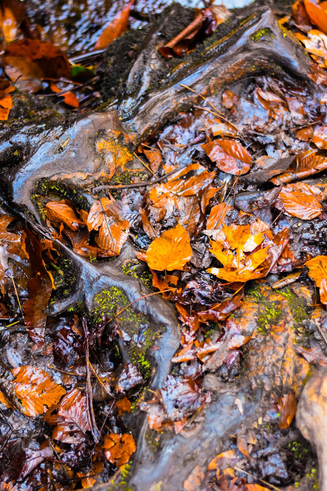 Lifestyle & HomeMidwest Fall Family Outings to Add to Your Midwest Fall ...