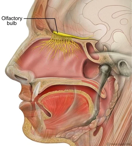 How do we smell?-Dr Philip Michael