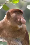Proboscis Monkey — kidcyber