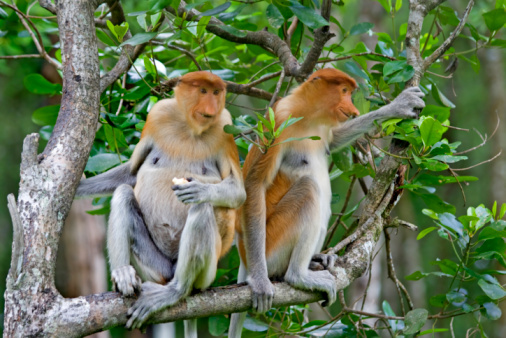 Proboscis Monkey — kidcyber