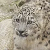 Snow leopard — kidcyber