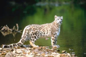 Snow leopard — kidcyber