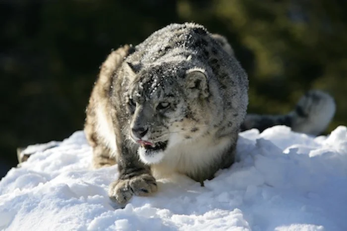 Snow leopard — kidcyber