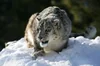 Snow leopard — kidcyber