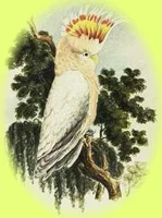 Mitchell, Thomas Livingston - explorer — kidcyber