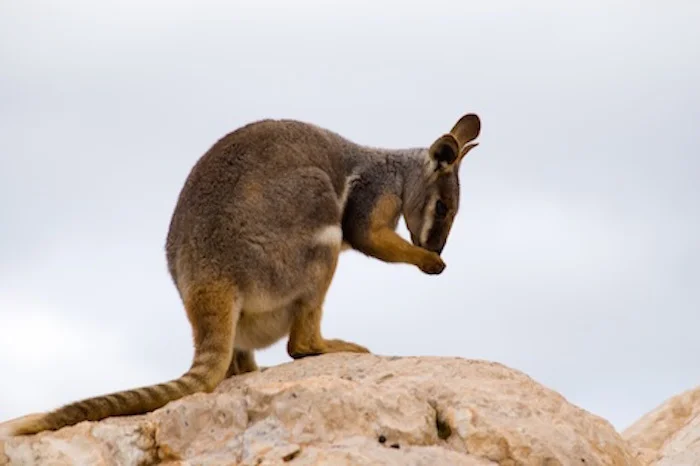 Wallabies — kidcyber