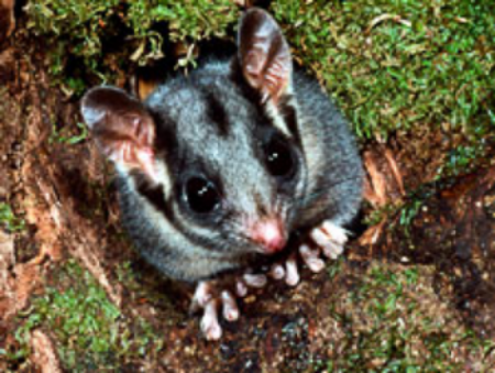 Possums — kidcyber