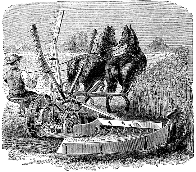 Wheat in Australia — kidcyber