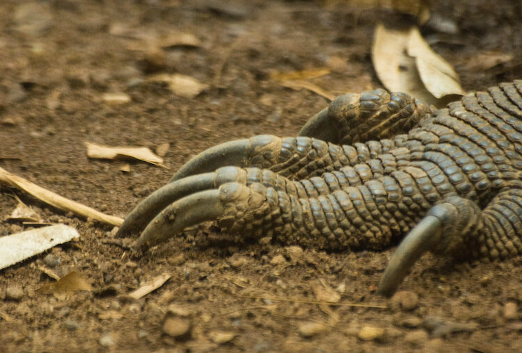 Komodo Dragon Body Parts