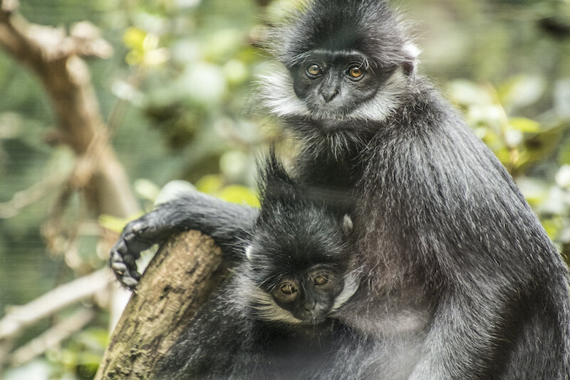 Langurs — kidcyber