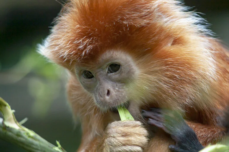 Langurs — kidcyber