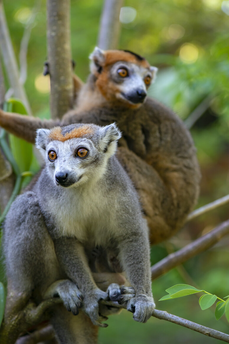Lemurs — kidcyber