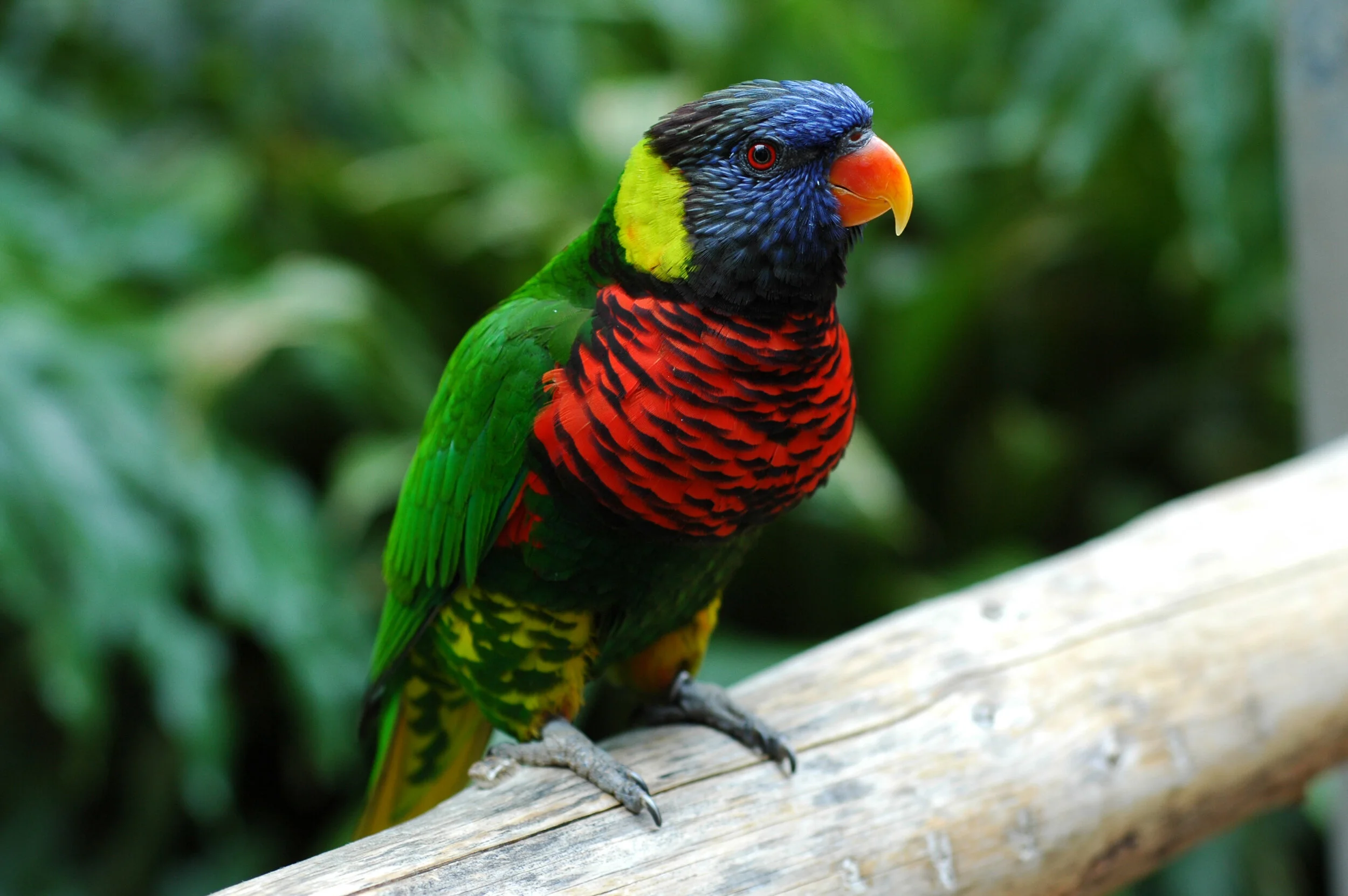 Lorikeets — kidcyber